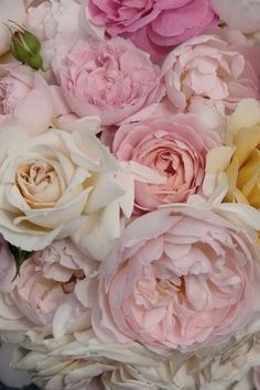 The Soul of the Rose – JANE
